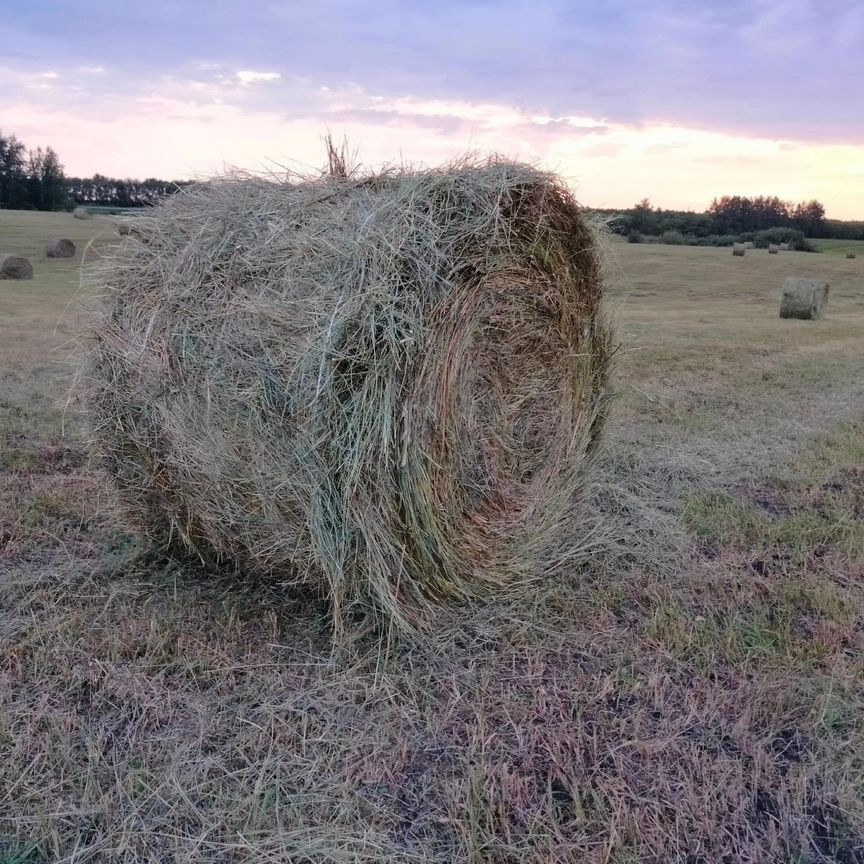 Сено