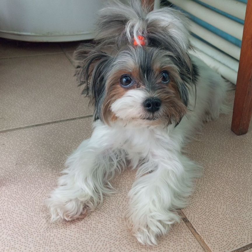 Бивер-йоркширский терьер, щенок