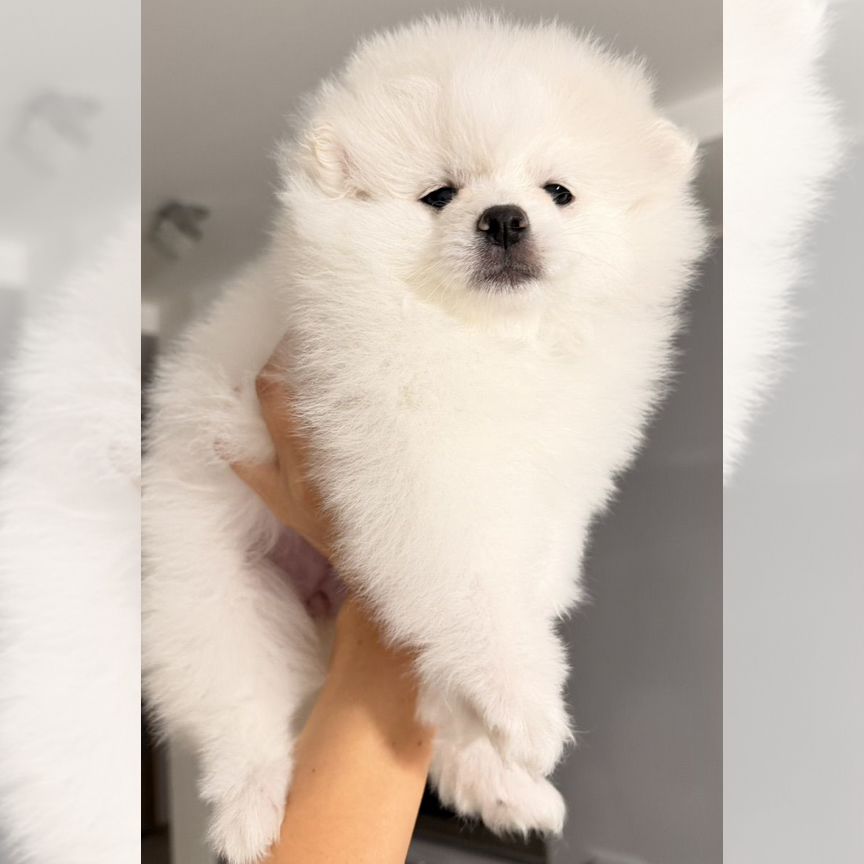 Померанский шпиц, щенок