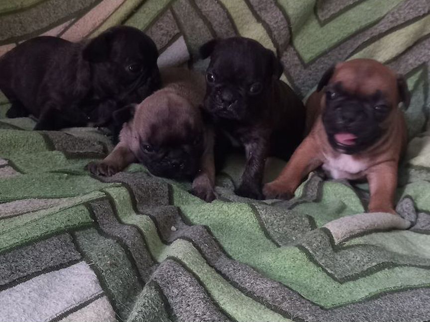 Щенки французского бульдога