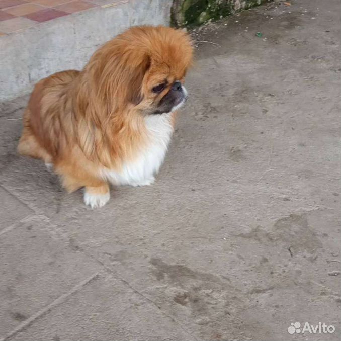 Собаки щенки пекинес