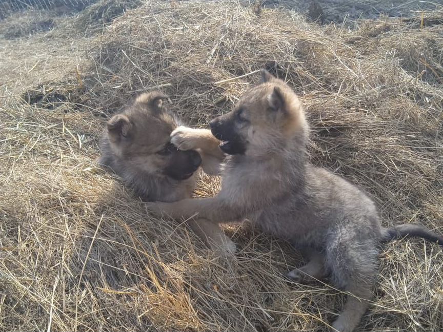 Щенки. Мама хаски, папа неизвестный подлец