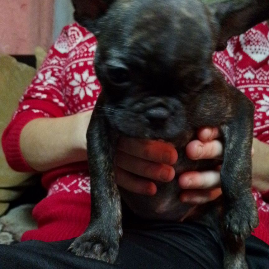 Французский бульдог, щенок