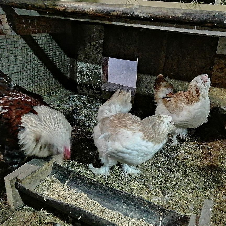 Семья фаверолей