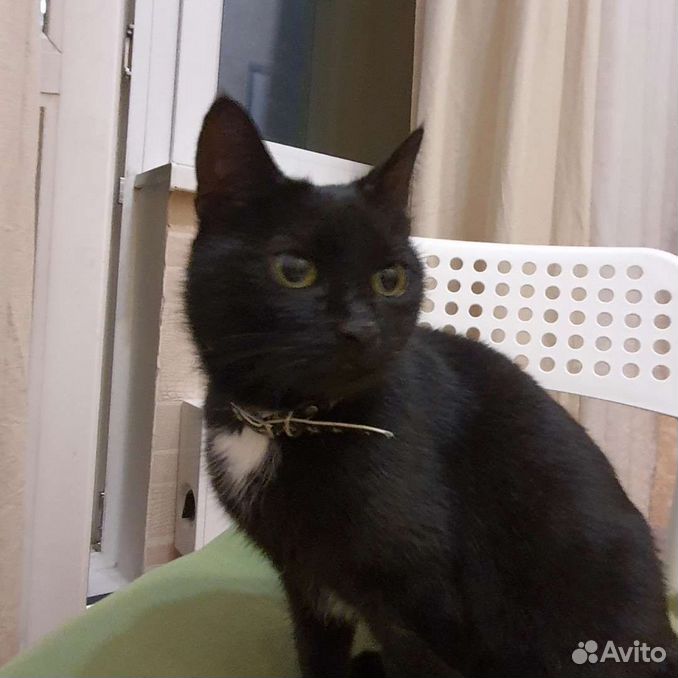 Кошка Чернушка в добрые руки