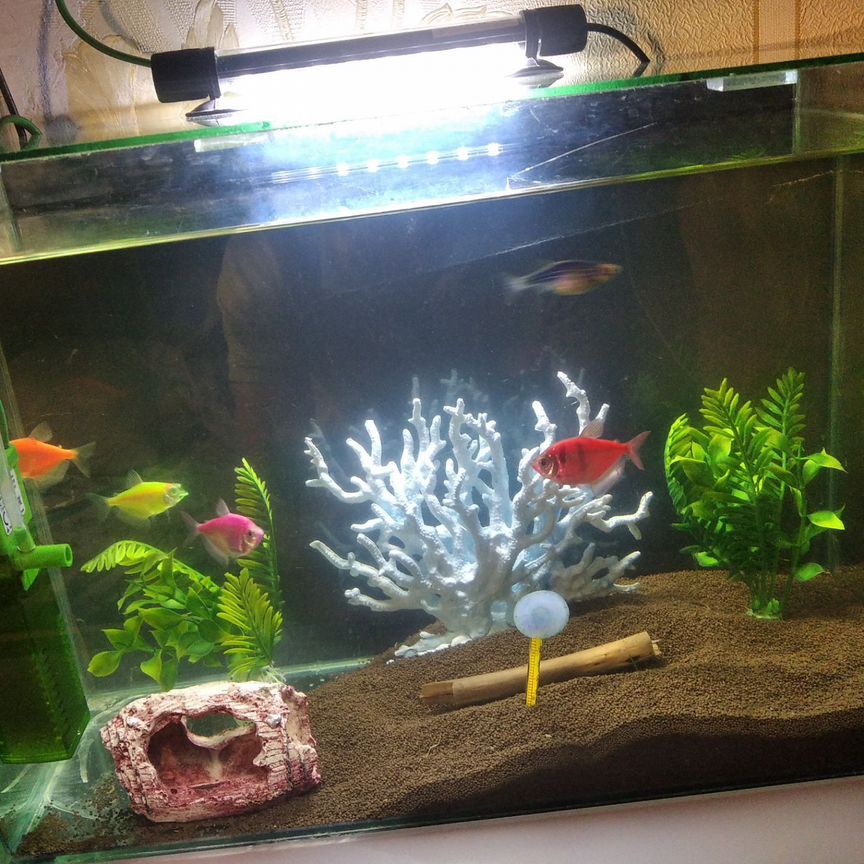 Аквариум с рыбками