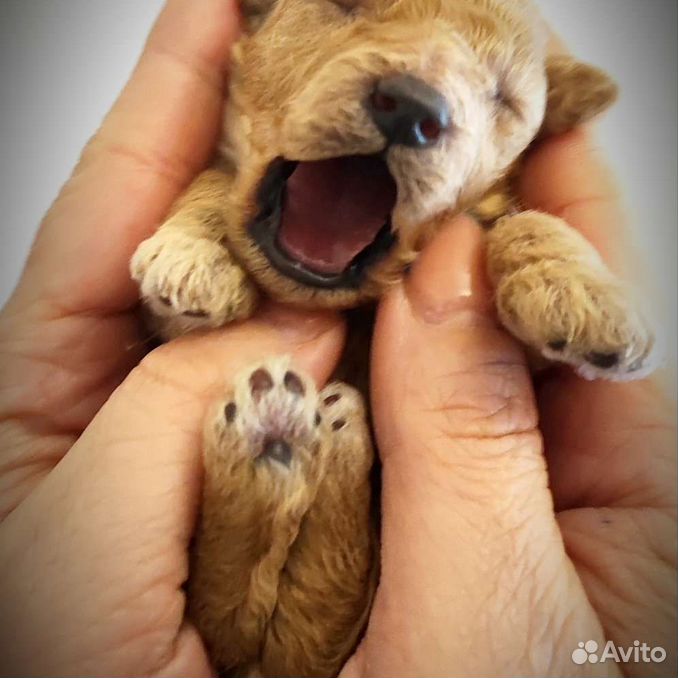 Плюшевая пуделяшка