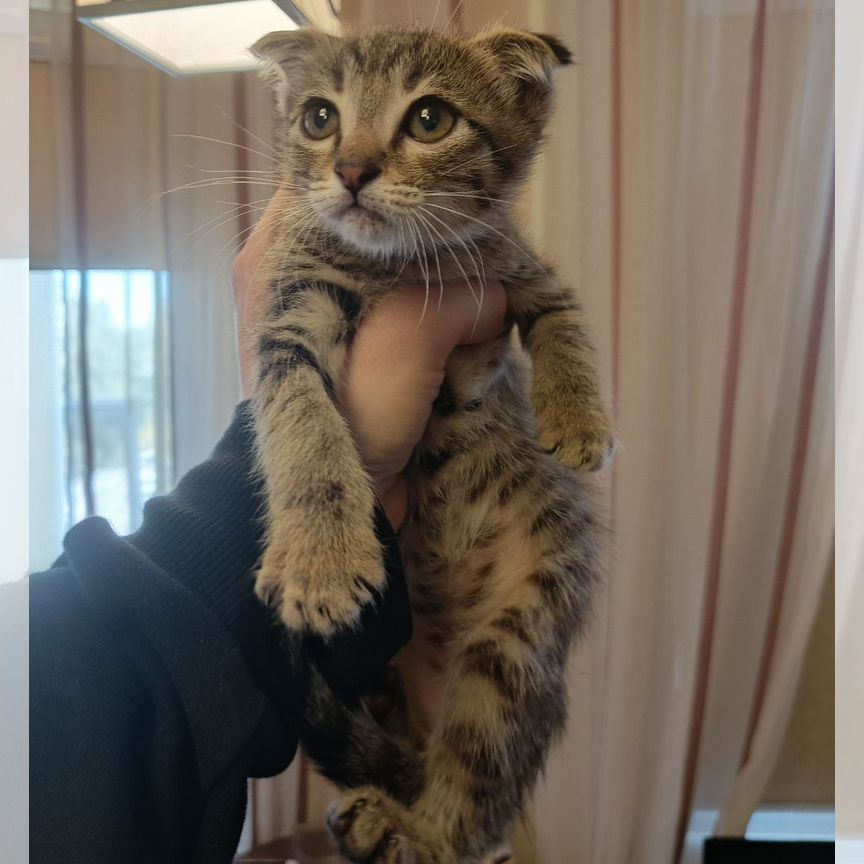 Котята Донского сфинкса
