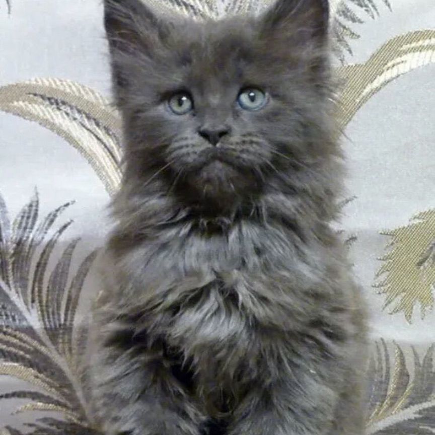 Котята голубого окраса