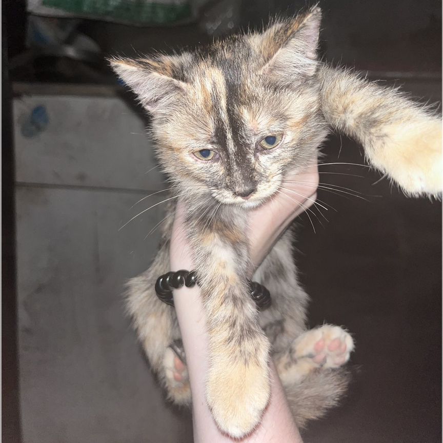 Котята в добрые руки бесплатно