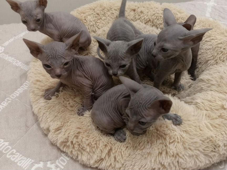 Донской сфинкс котята
