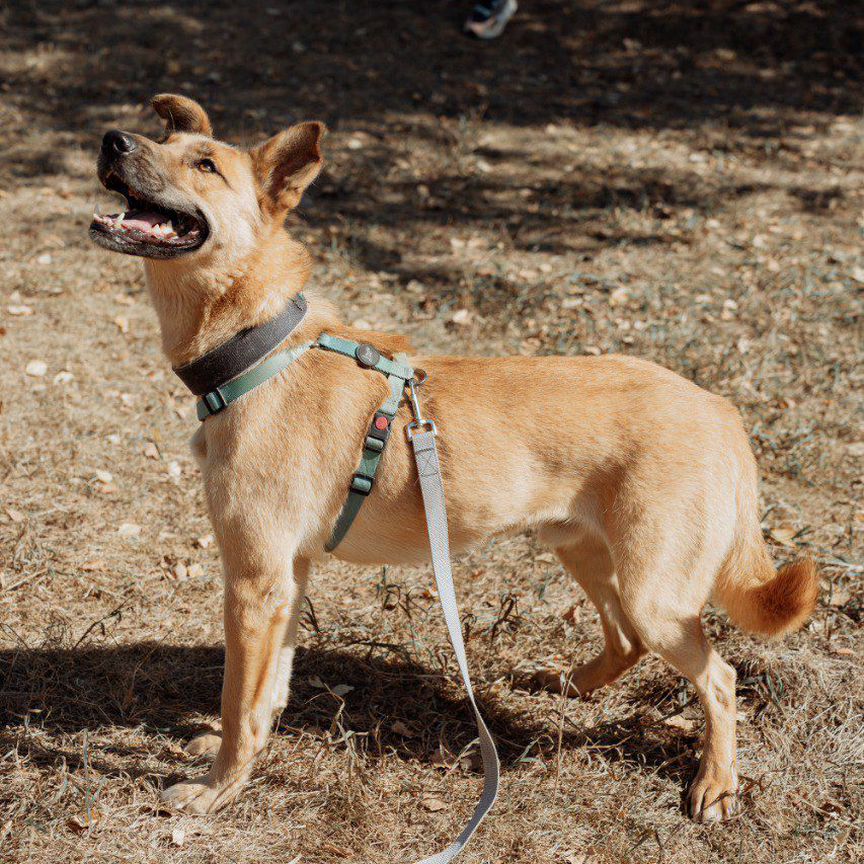 Пёс Абрикос из приюта ищет дом