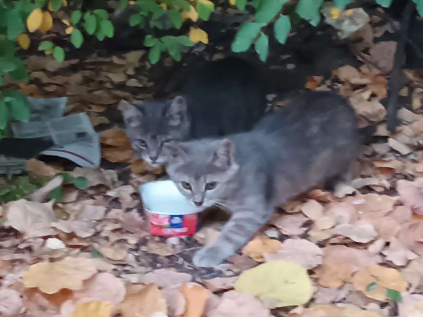 Кошки в добрые руки бесплатно