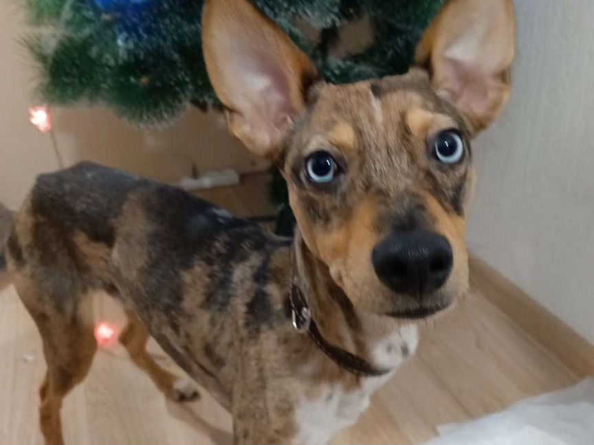 Собака в добрые руки отдам бесплатно