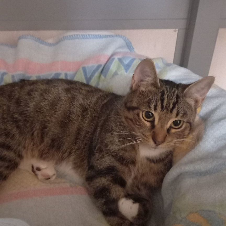 Котик ищет новую семью