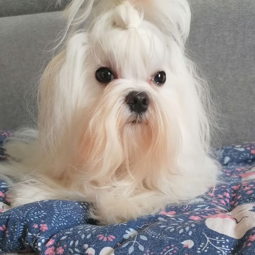 Мини мальтезе