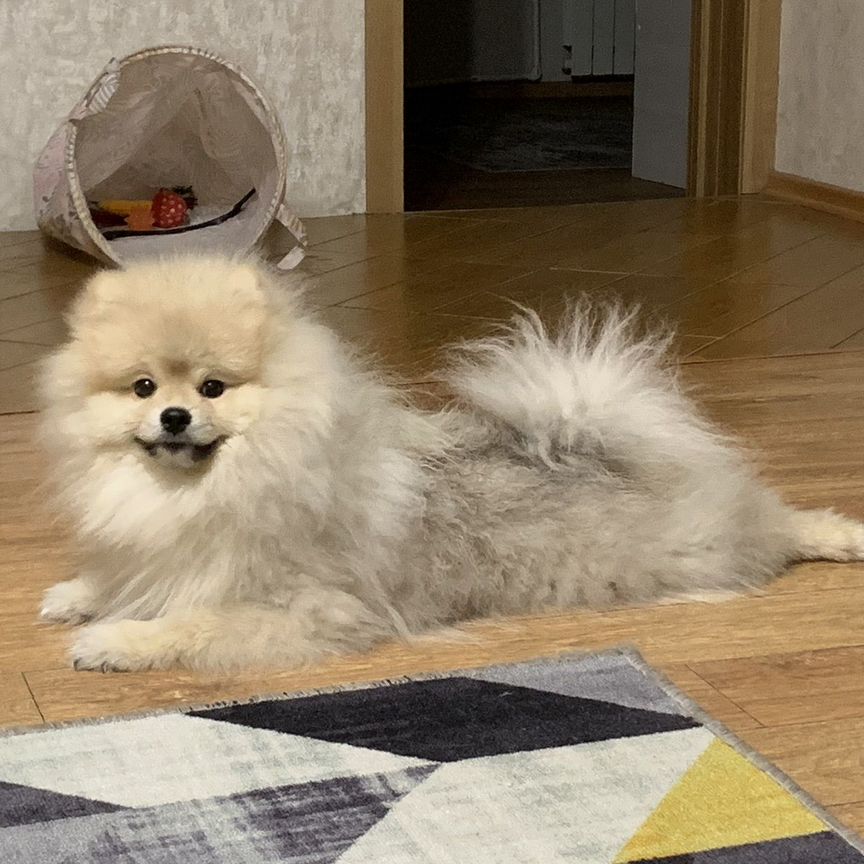 Померанский шпиц, щенок