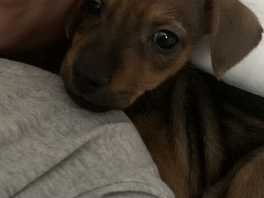 Такса в добрые руки