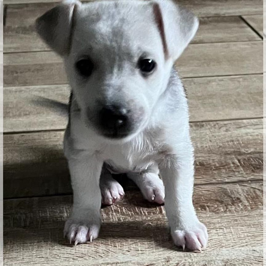 Щенки в добрые руки