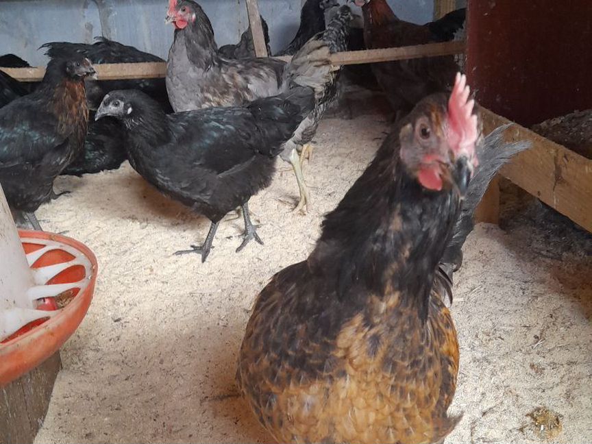 Курочки и петушки Доминанты