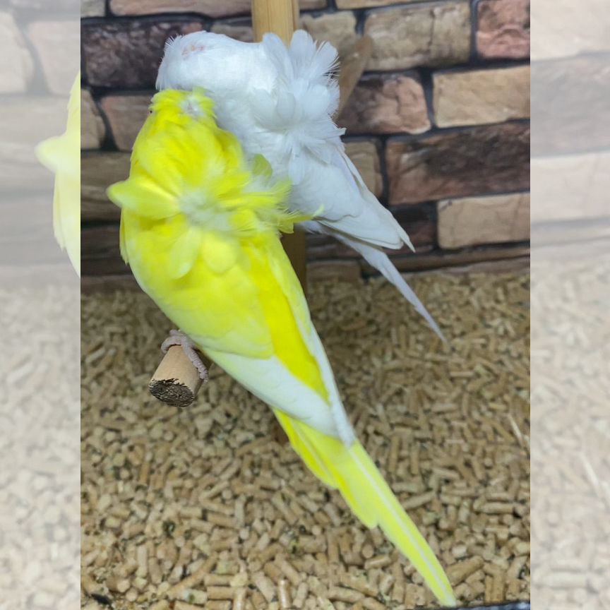 Попугай Хагоромо