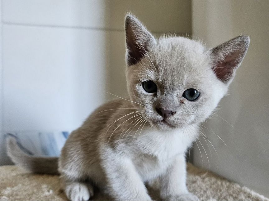 Бурманские котята. Шоколад