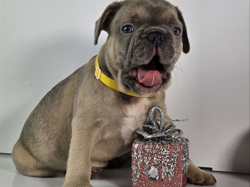 Французский бульдог