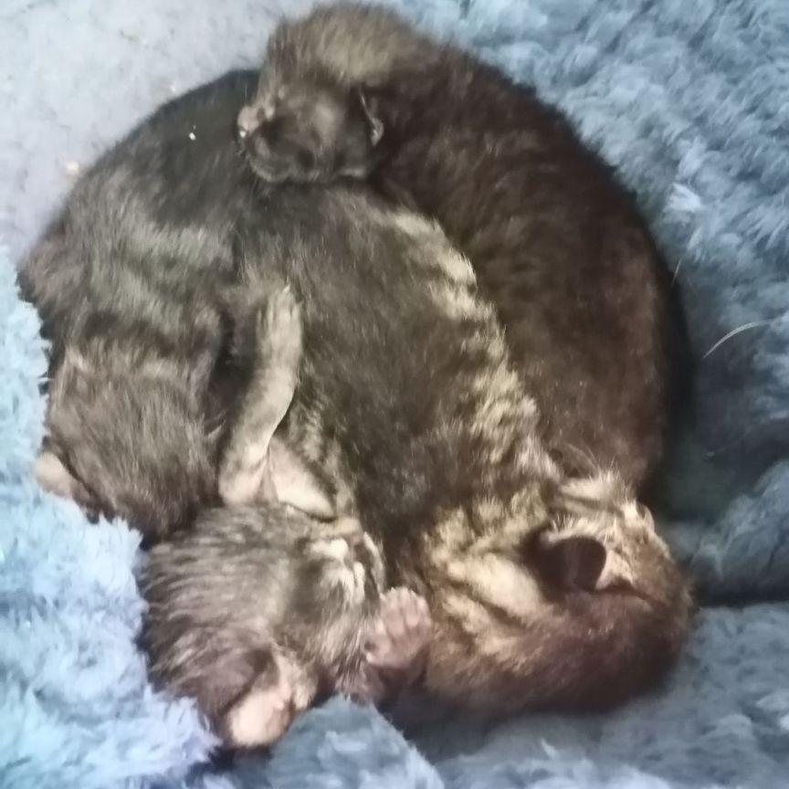 Котята, родились 27.03.25