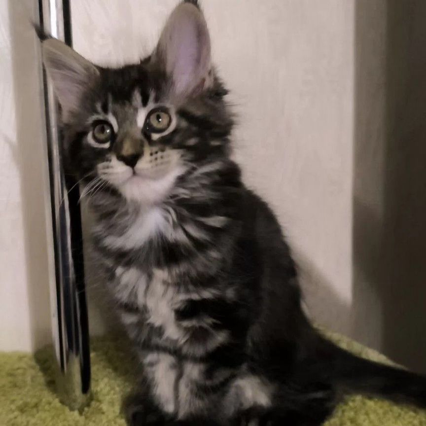 Мейн-кун котёнок