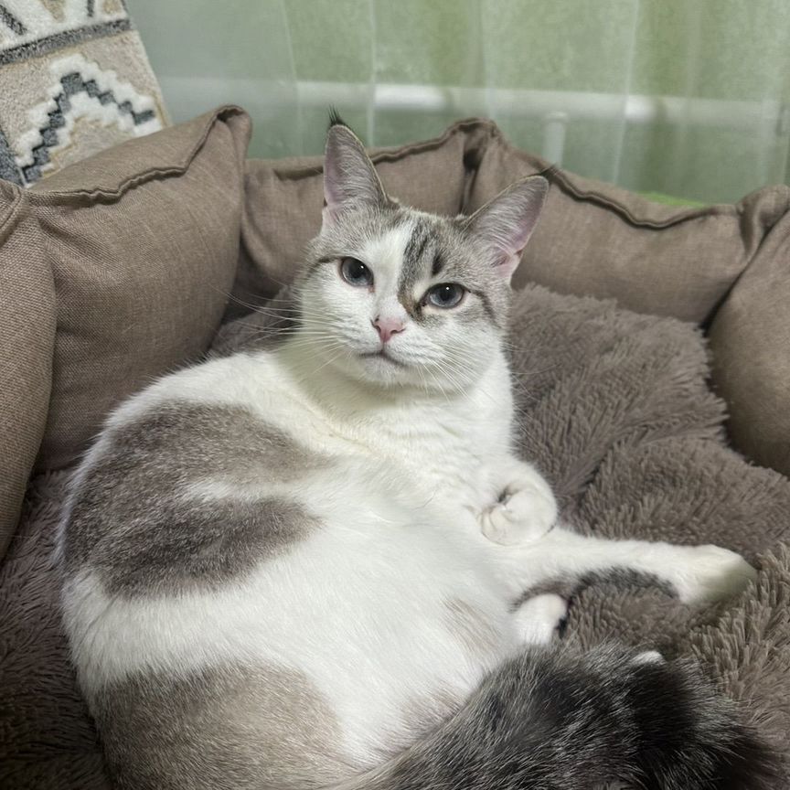 Тайская кошка