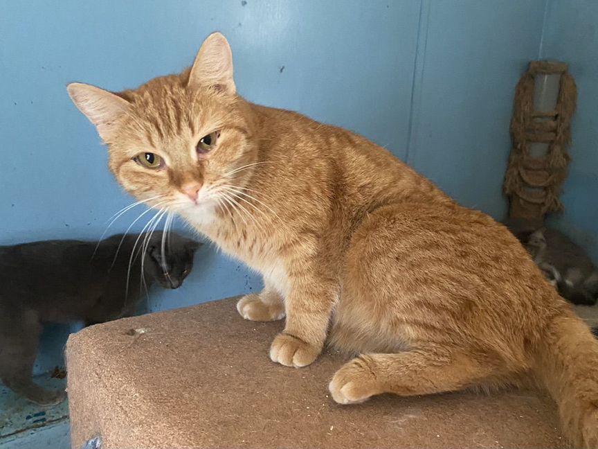 Кошка /кот в дар