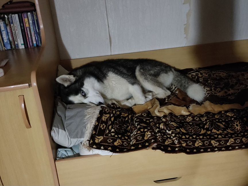 Вязка собак хаски