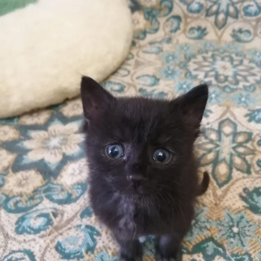 Котенок в добрые руки