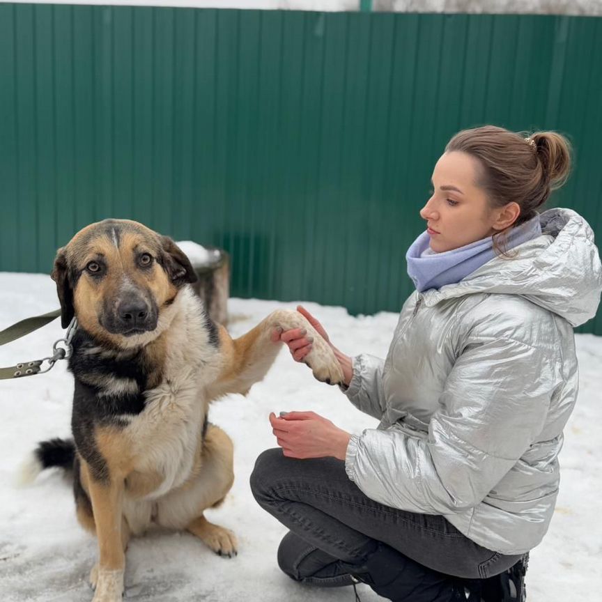Донна - красивая собака с висячими ушами
