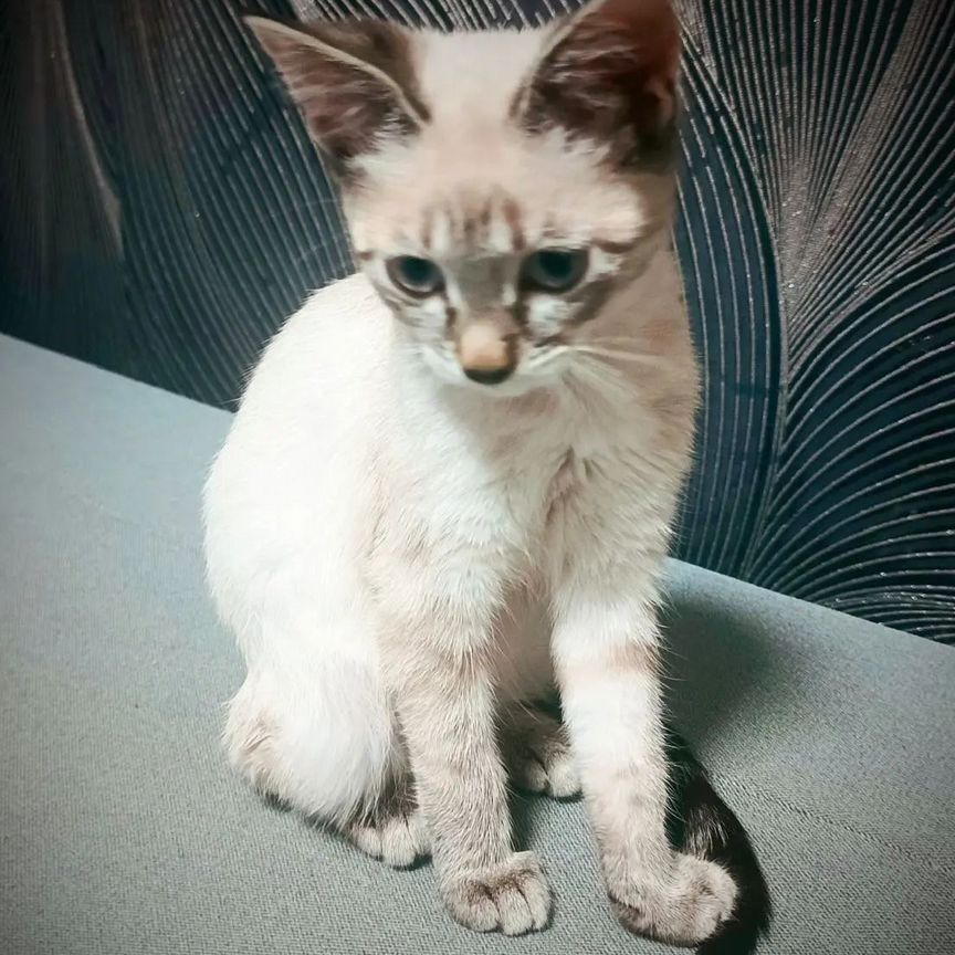 Тайский котёнок