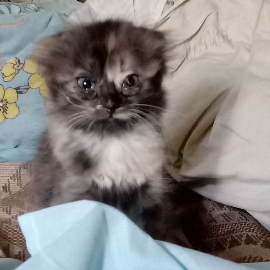 Котятки вислоухие,сиамский и прямыми ушками