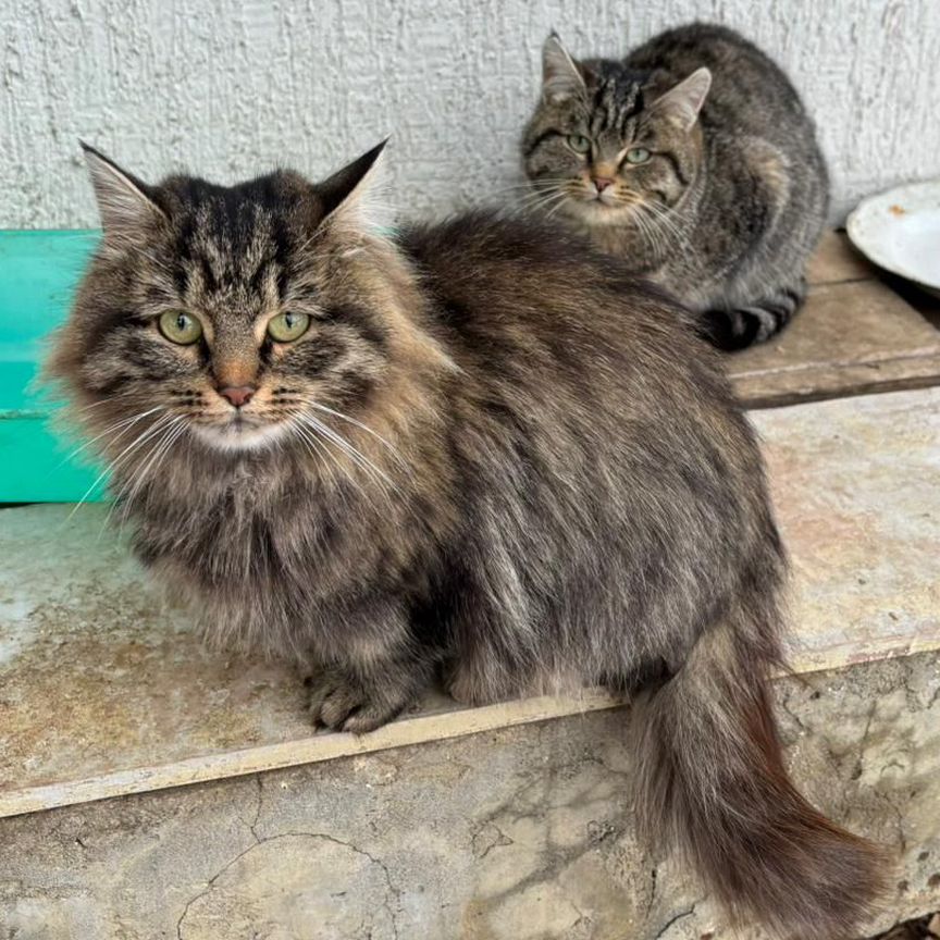 Кошки выживают в садах