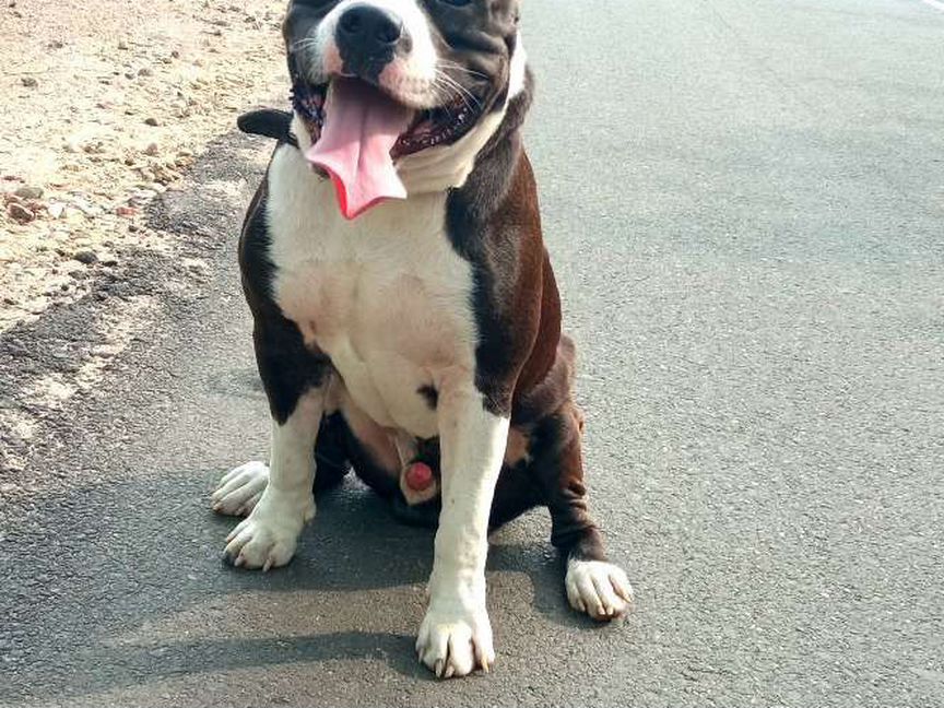 Стаффордширский терьер