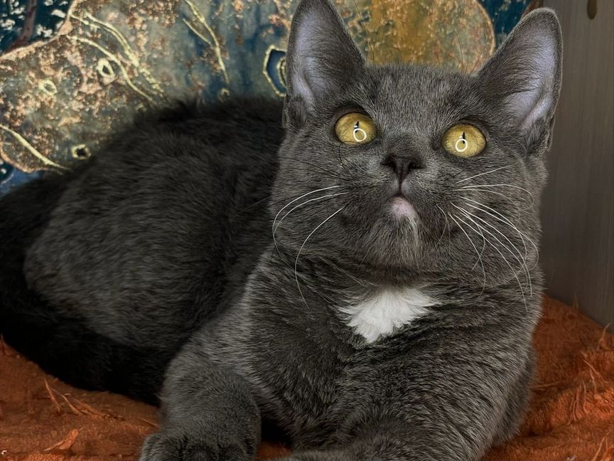 Ддг,дбе девочка Латент