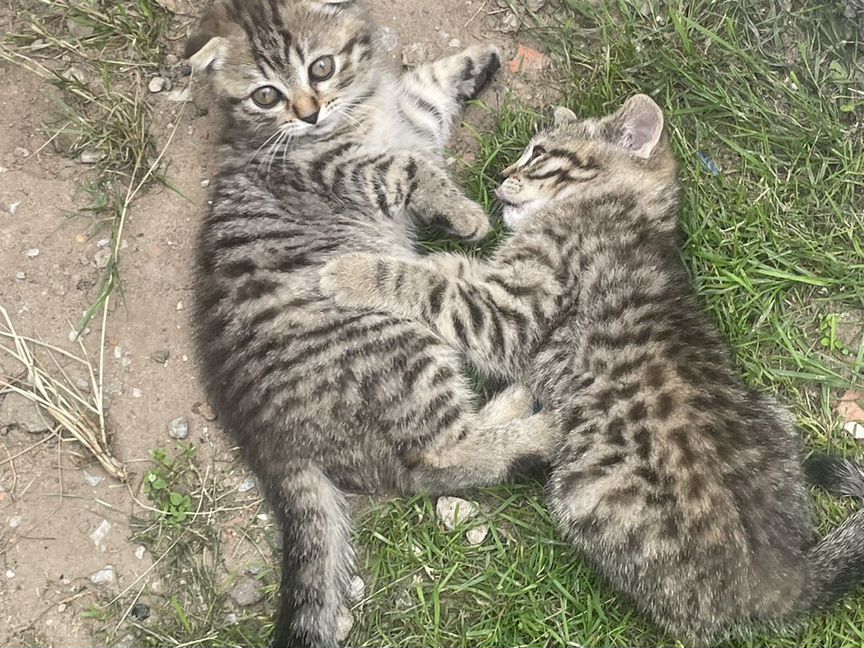 Котята в добрые руки даром бесплатно