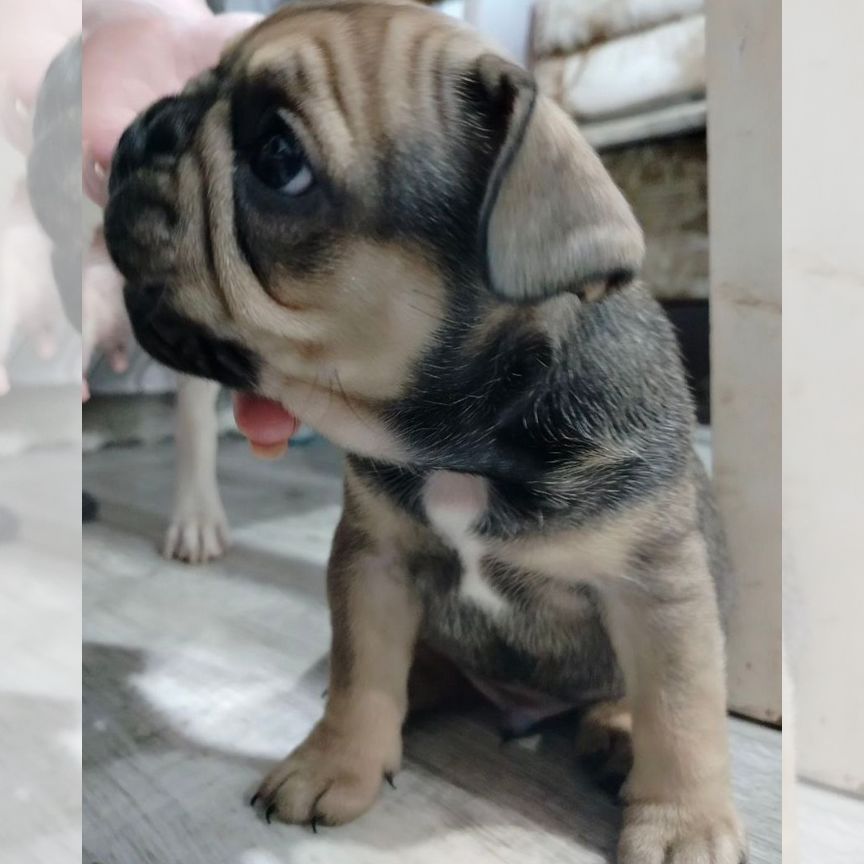 Французский бульдог, щенок