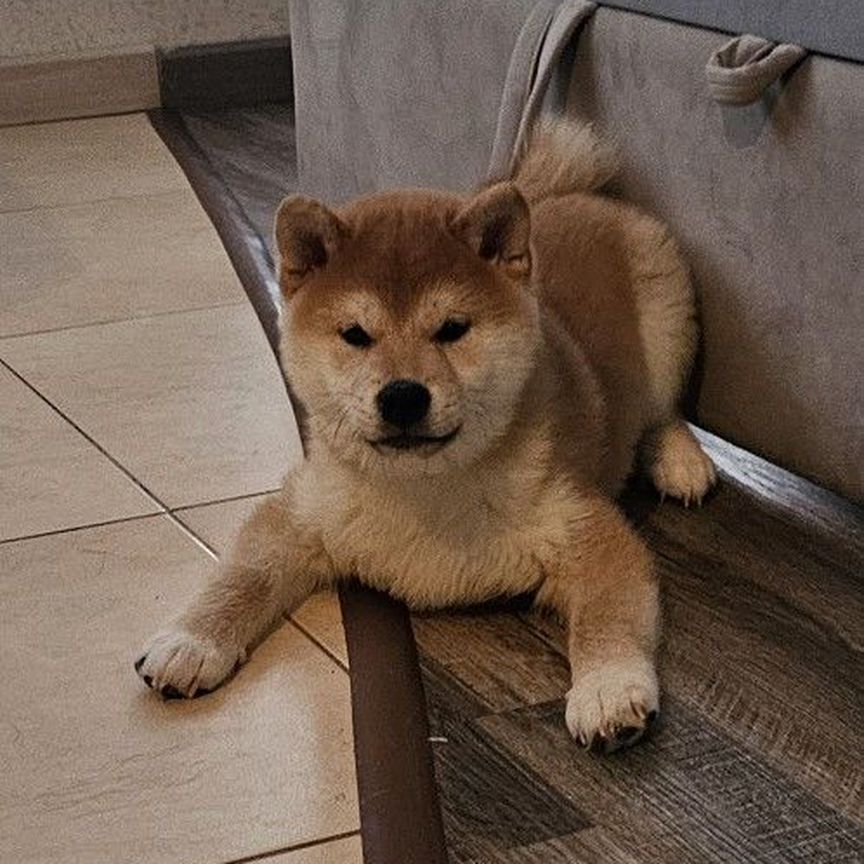 Щенки сиба ину