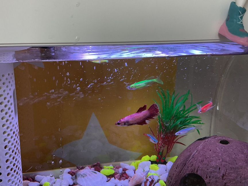 Рыбка петушок девочка