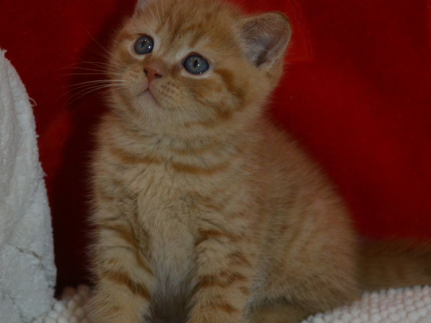 Рыжий британский кот