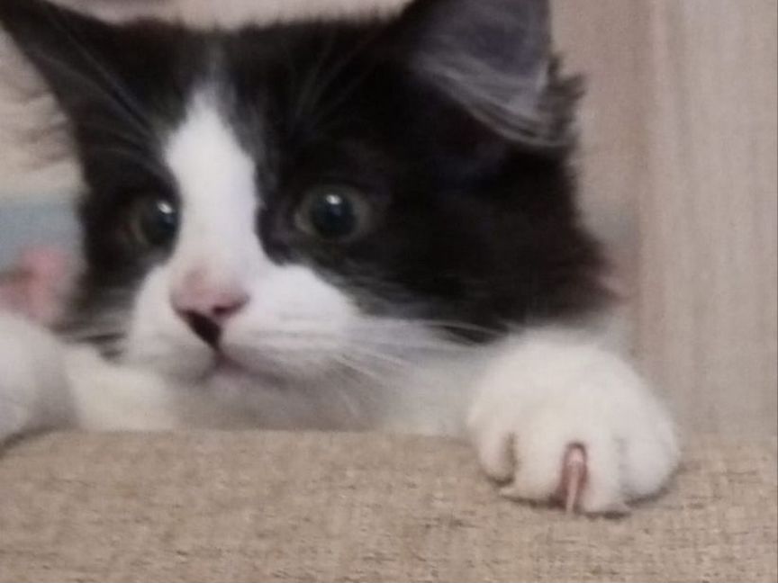 Котята в добрые руки бесплатно