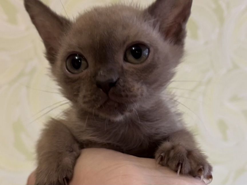 Котята Бурманские Соболь и Шоколад