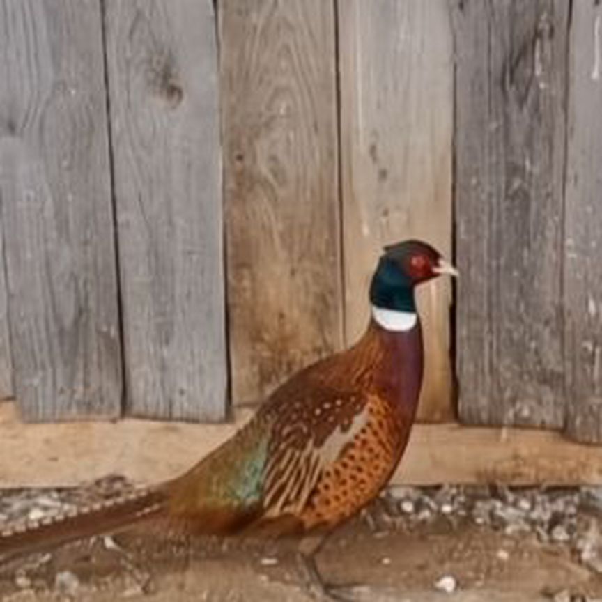 Фазан охотничий