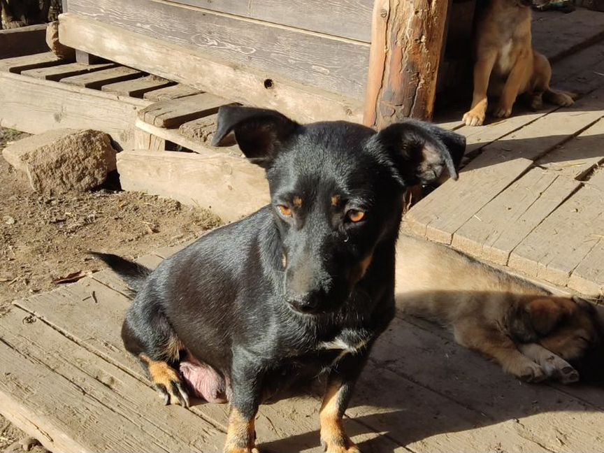 Собака в добрые руки