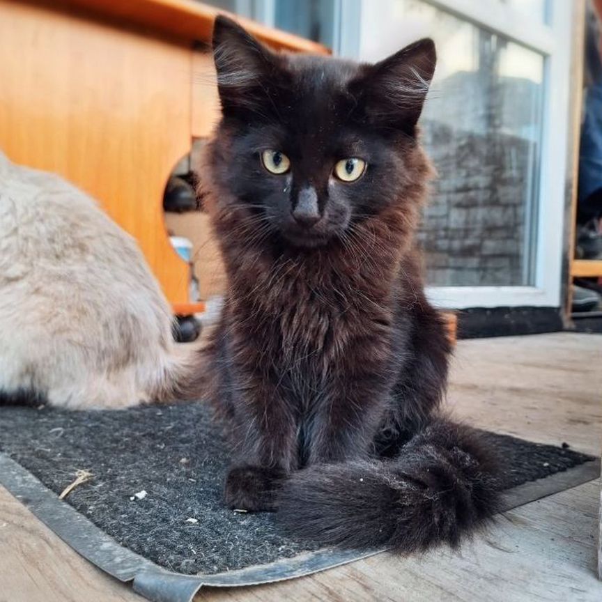 Мейн-кун котёнок