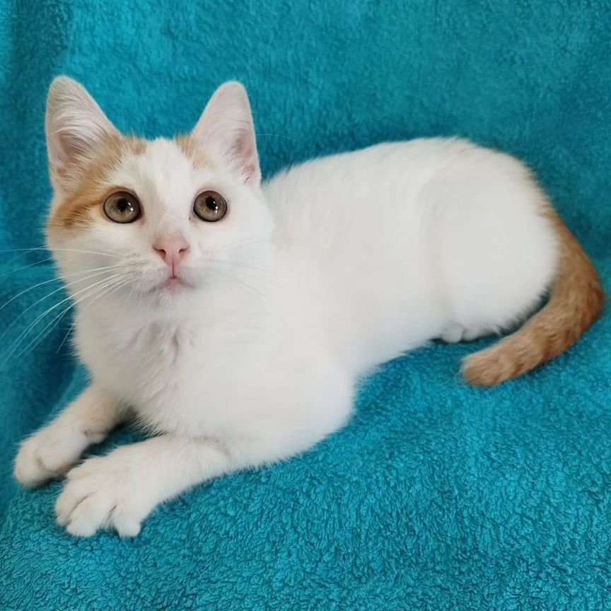 Котенок в любящую семью
